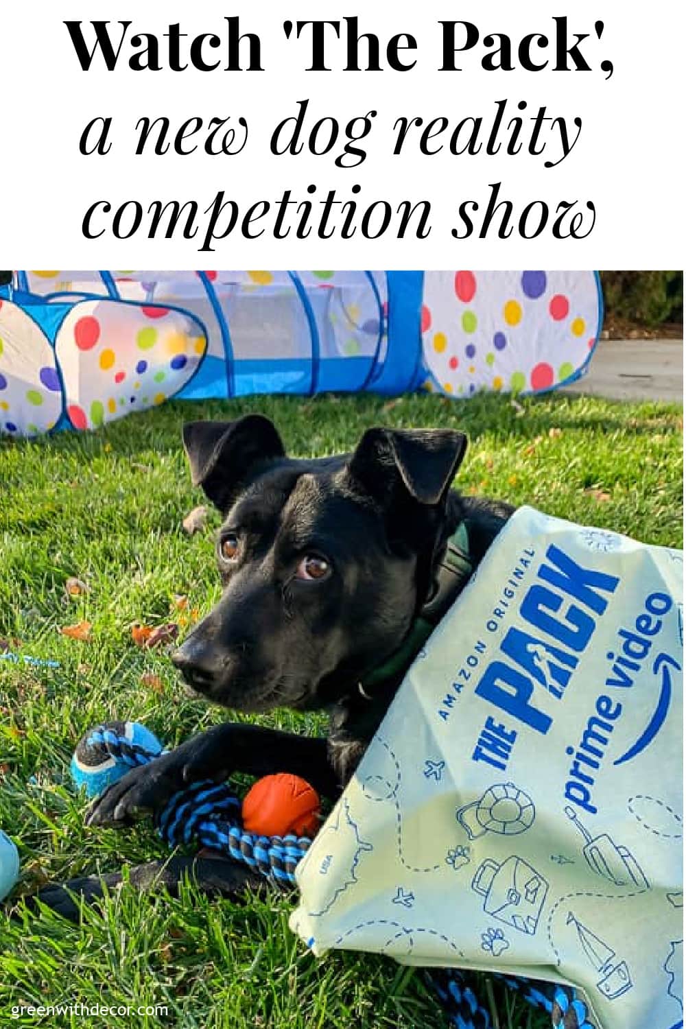 'The Pack' premieres on Amazon Prime Video - Green With Decor